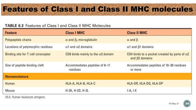 Major histocompatibility complex and antigen presentation & processing | PPT