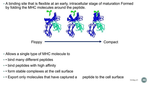 Major histocompatibility complex and antigen presentation & processing | PPT