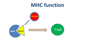 MAJOR HISTOCOMPATIBILITY COMPLEX AND HEAT SHOCK PROTEIN | PPTX