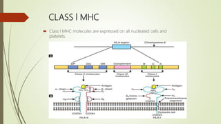 Major histocompatibility complex (mhc) | PPTX