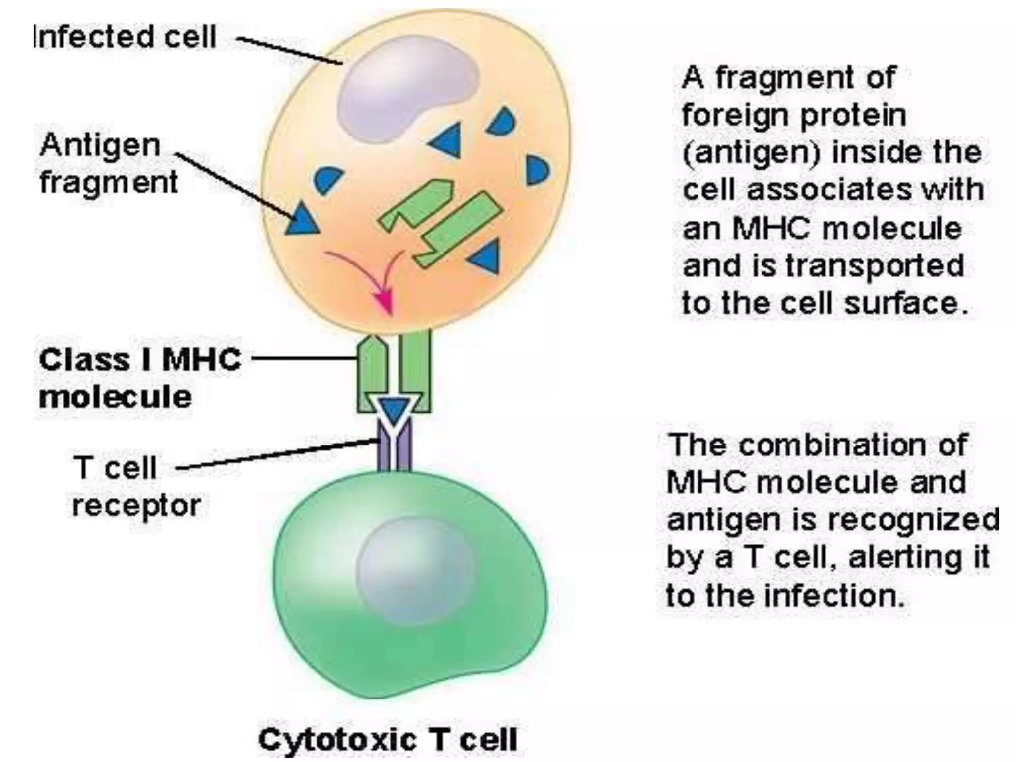 Major Histocompatibility Complex & transplantation 3rd.pptx