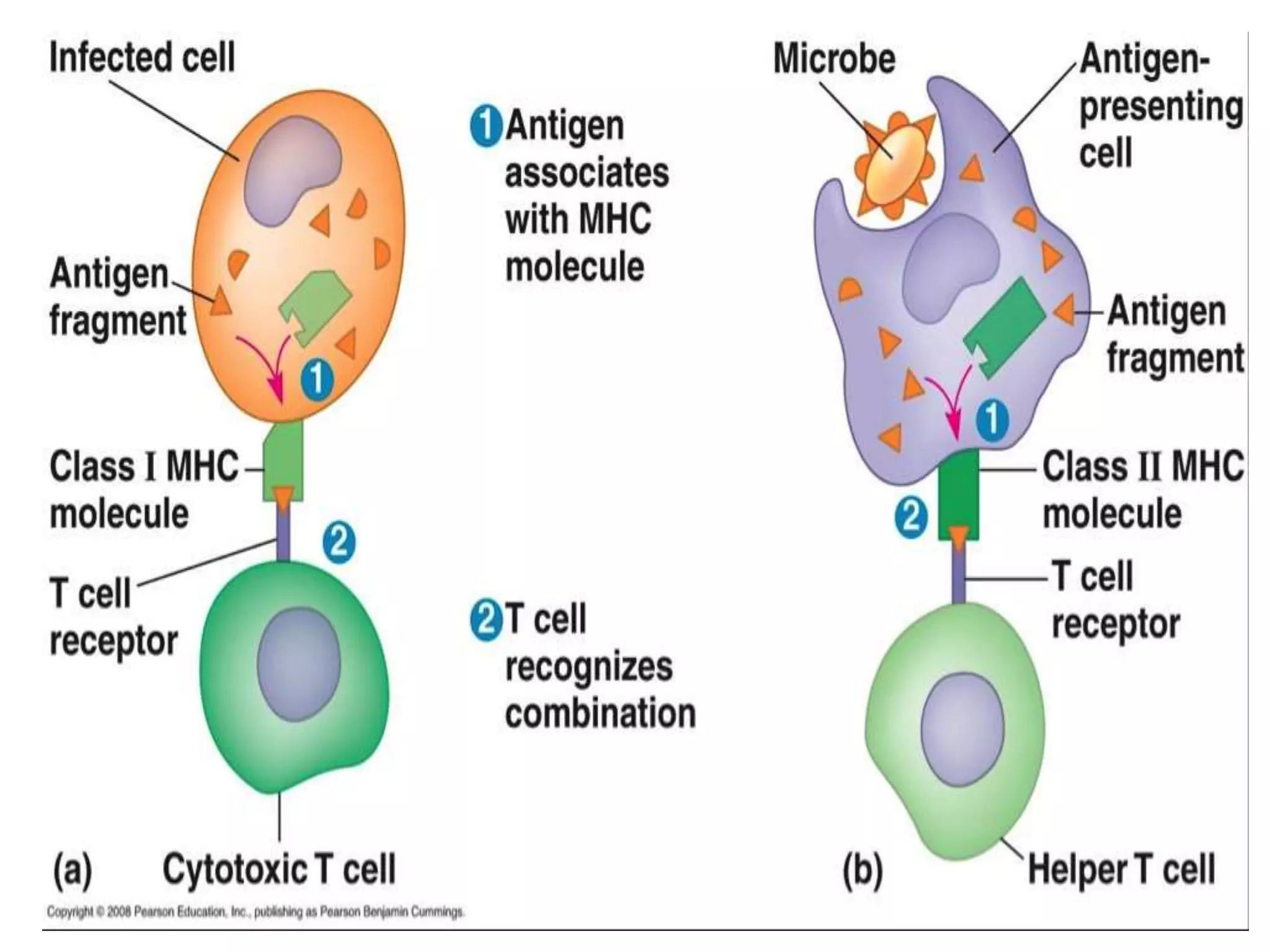 Major Histocompatibility Complex & transplantation 3rd.pptx