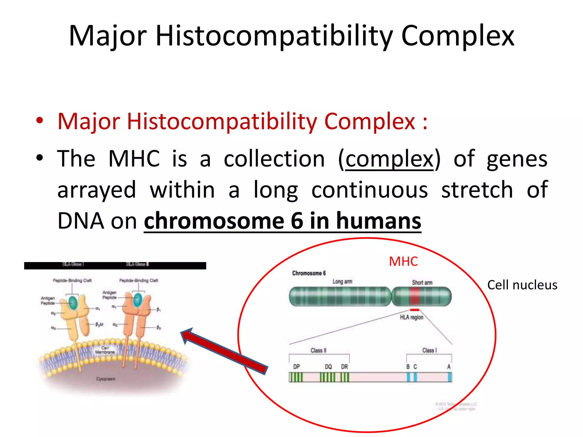 Major Histocompatibility Complex & transplantation 3rd.pptx
