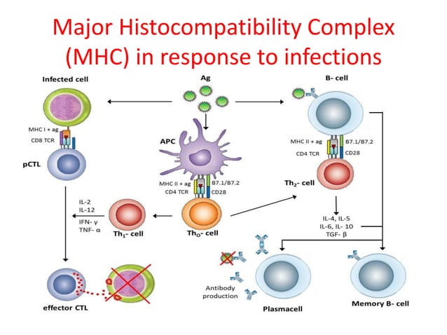 Major Histocompatibility Complex & transplantation 3rd.pptx