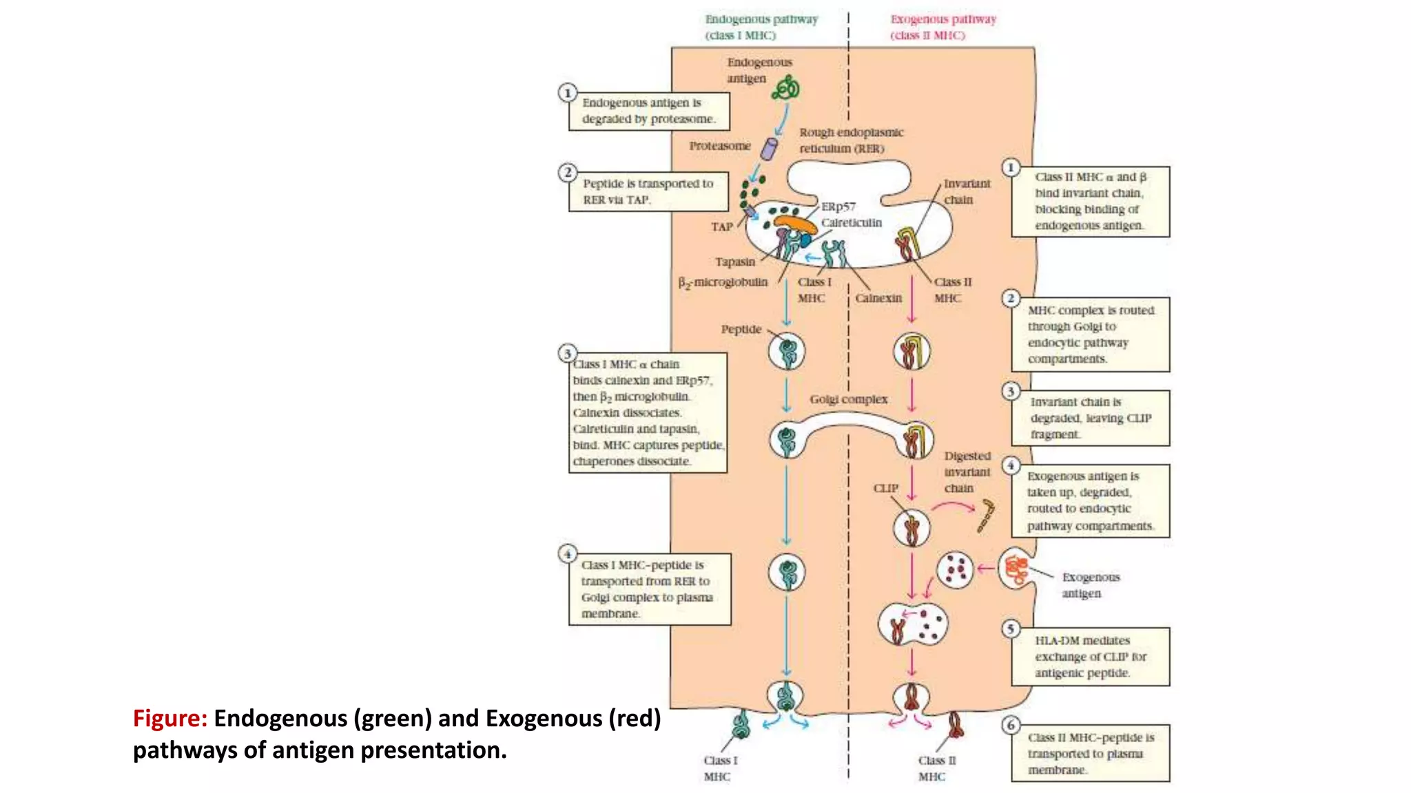 Major histocompatility complex (Antigen Presentation to T cells, Autoimmunity, Transplantation ...