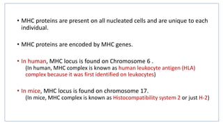 Major histocompatility complex (Antigen Presentation to T cells ...
