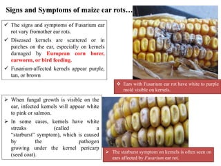 economicaly important MAJOR MAIZE DISEAE.pptx