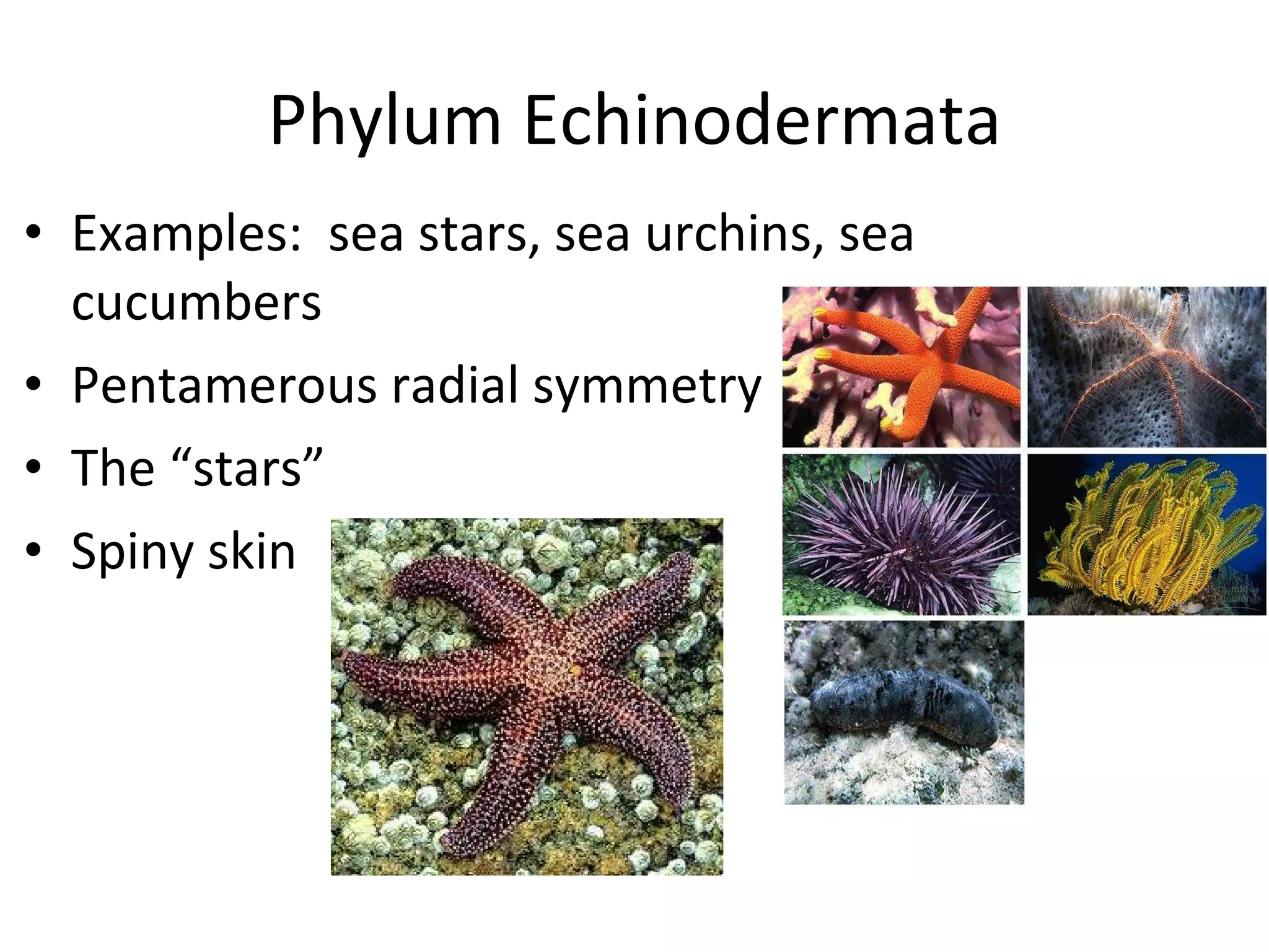 Major marine invertebrate phyla powerpoint | PPT
