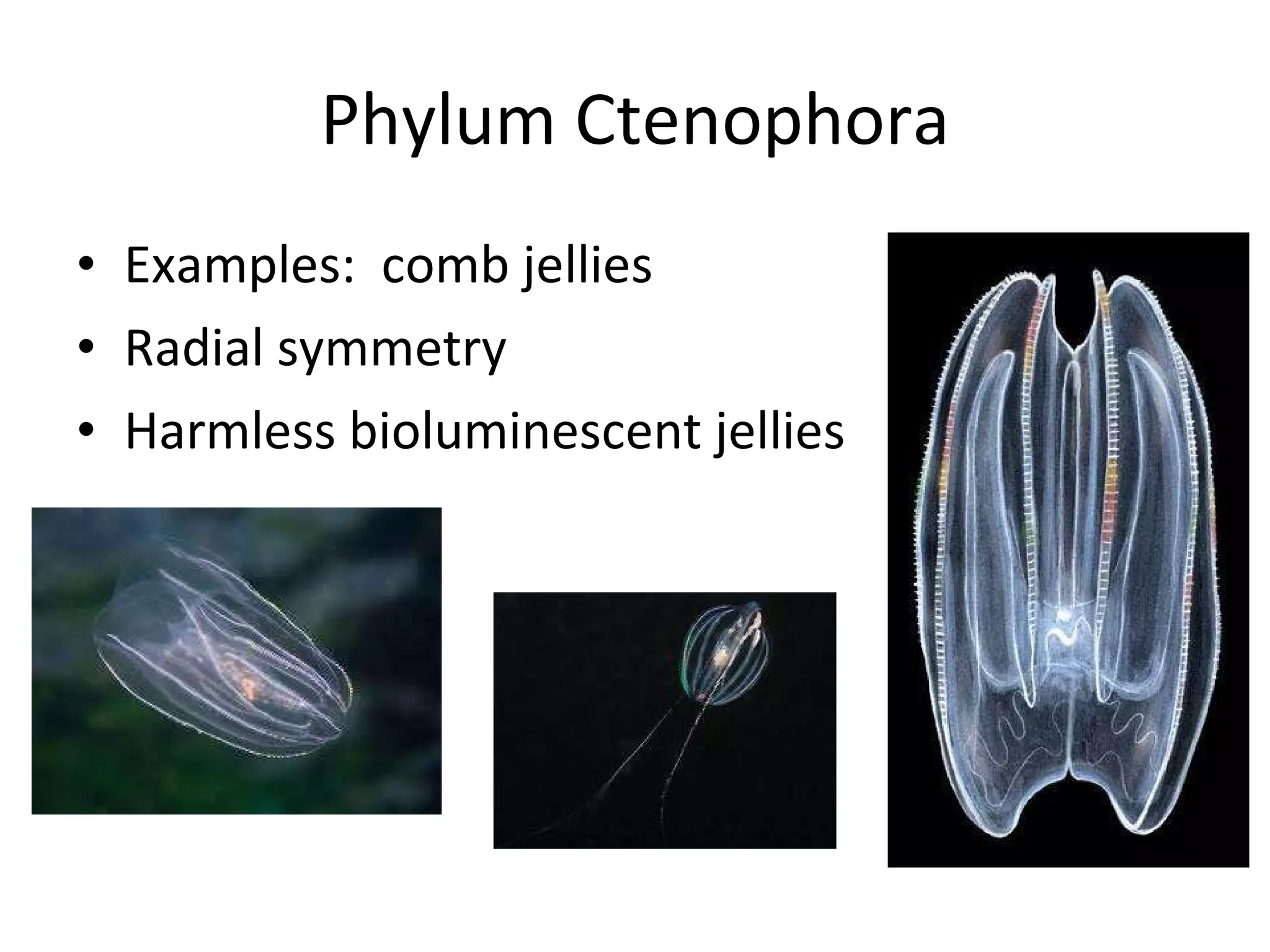 Major marine invertebrate phyla powerpoint | PPT