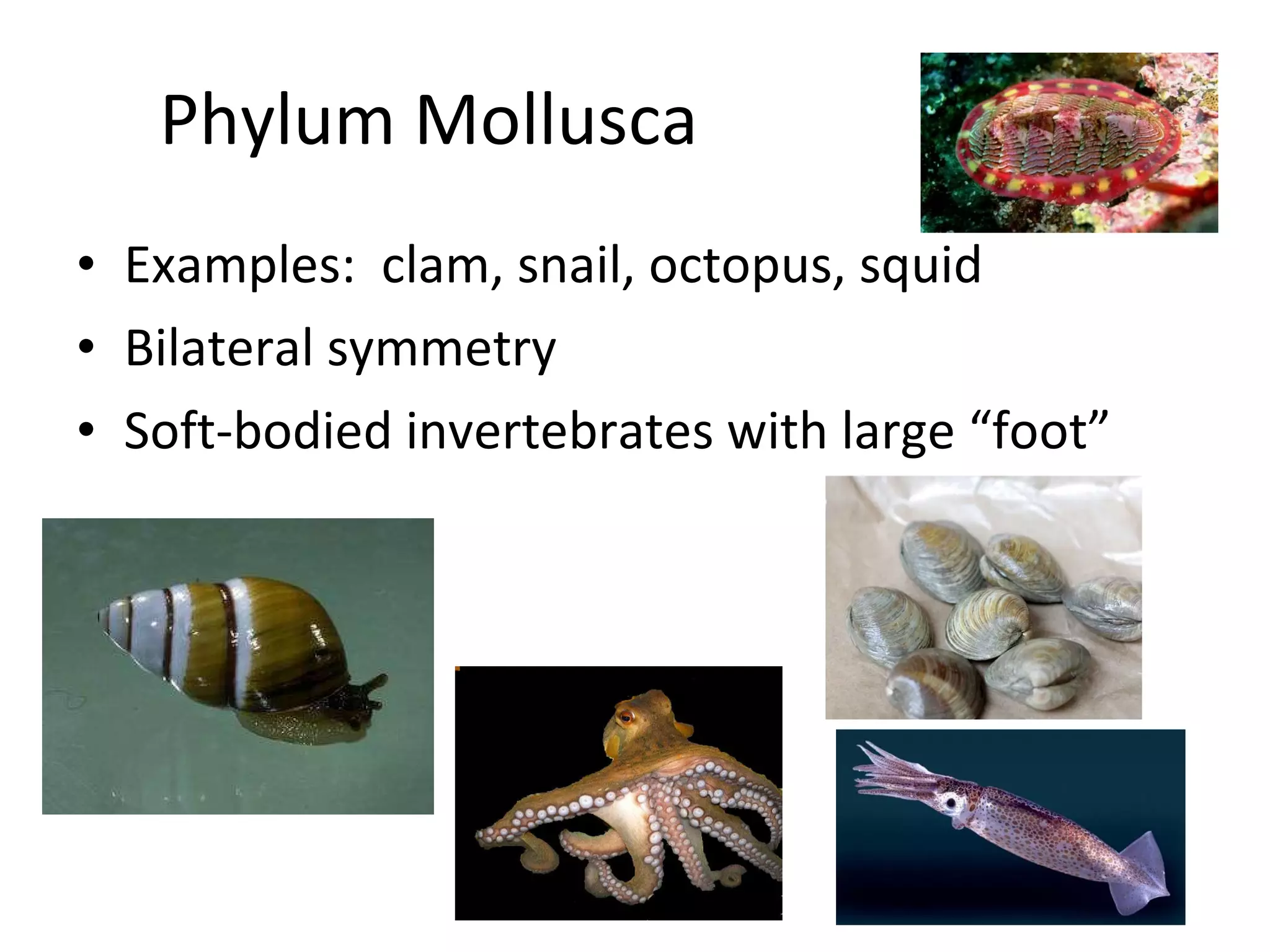 Major marine invertebrate phyla powerpoint | PPT