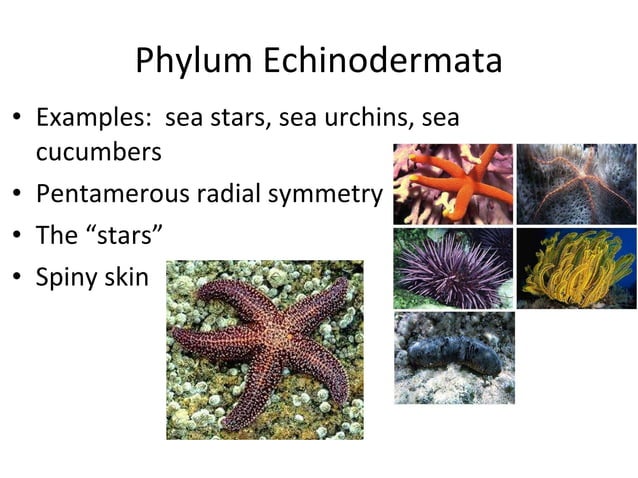 Major marine invertebrate phyla powerpoint | PPT