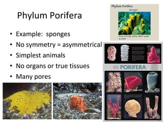 Major marine invertebrate phyla powerpoint | PPT