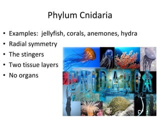 Major marine invertebrate phyla powerpoint | PPT