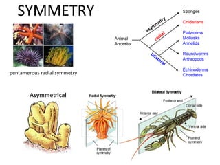 Marine Invertebrates List