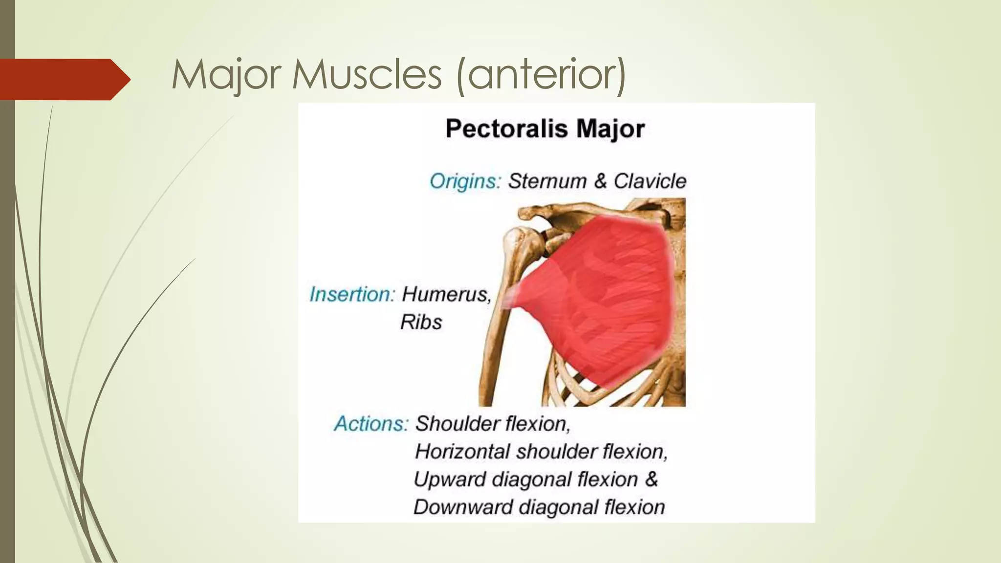 Major muscles 1 | PPSX
