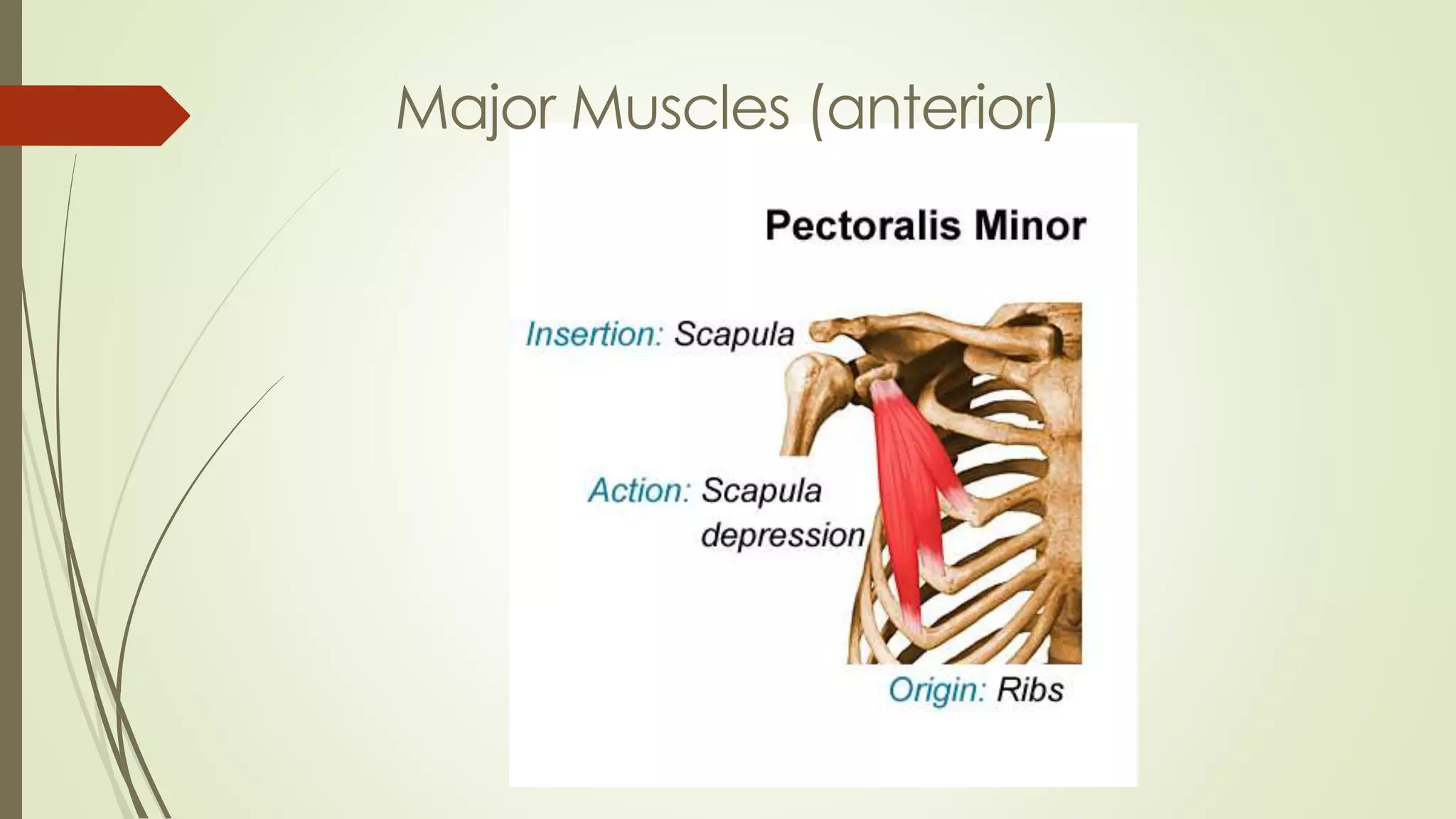 Major muscles 1 | PPSX