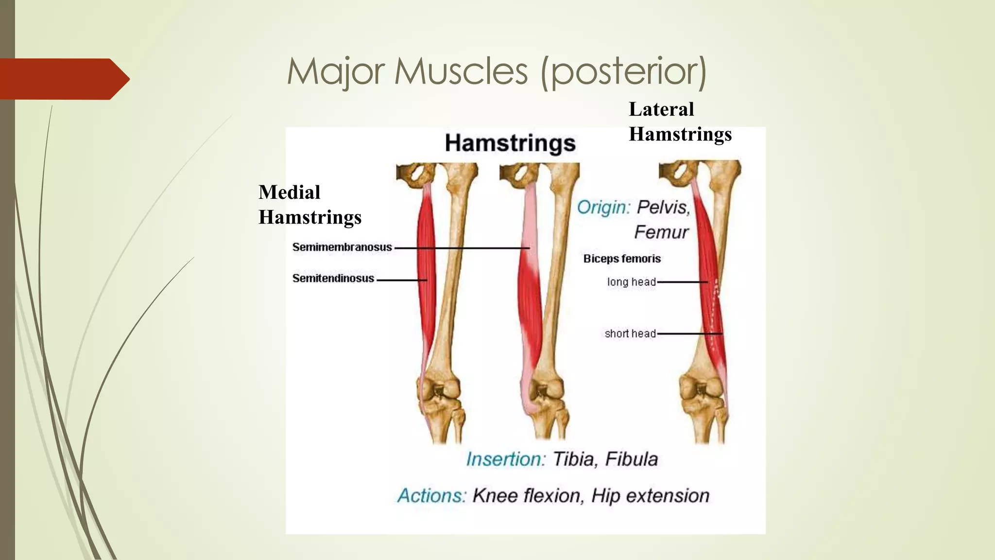 Major muscles 1 | PPSX