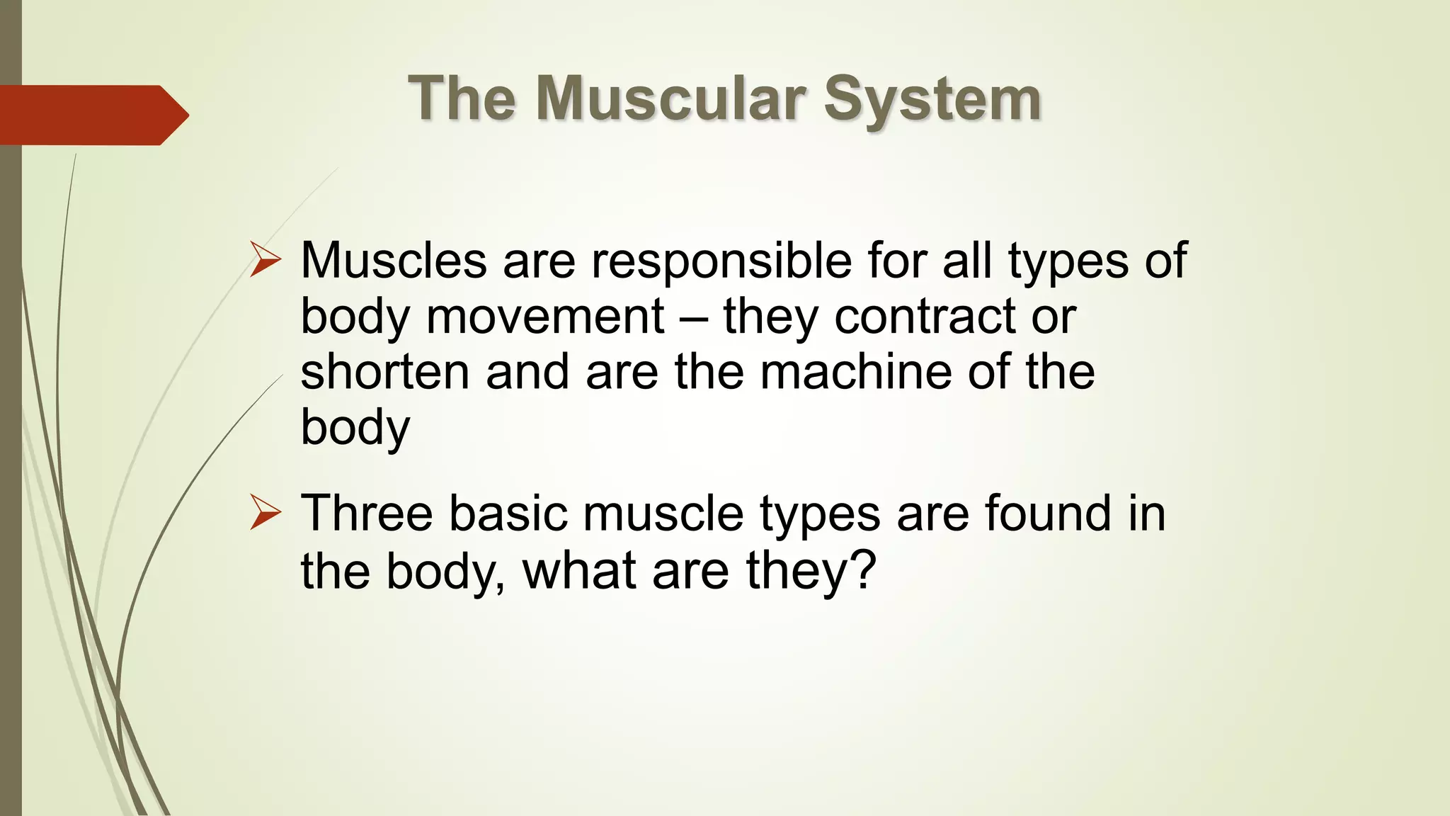Major muscles 1 | PPSX