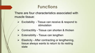 Major muscles 1 | PPSX