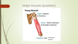 Major muscles 1 | PPSX