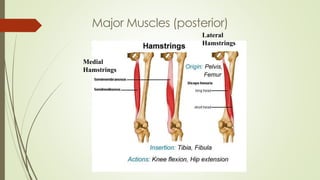 Major muscles 1 | PPSX