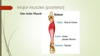 Major muscles 1 | PPSX