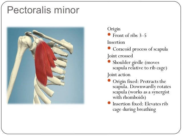Pectoralis Major Function
