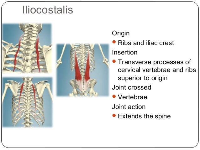 Major Muscles CYQ Level 3