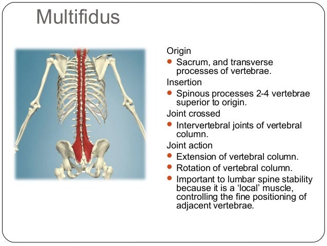 Major Muscles CYQ Level 3