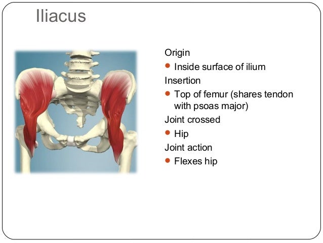 Major Muscles CYQ Level 3