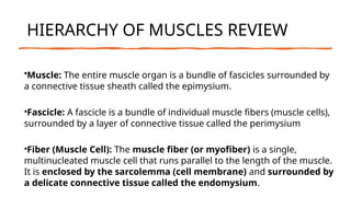 MAJOR MUSCLES IN THE HUMAN BODY.pptx for ´premedicine students | PPTX