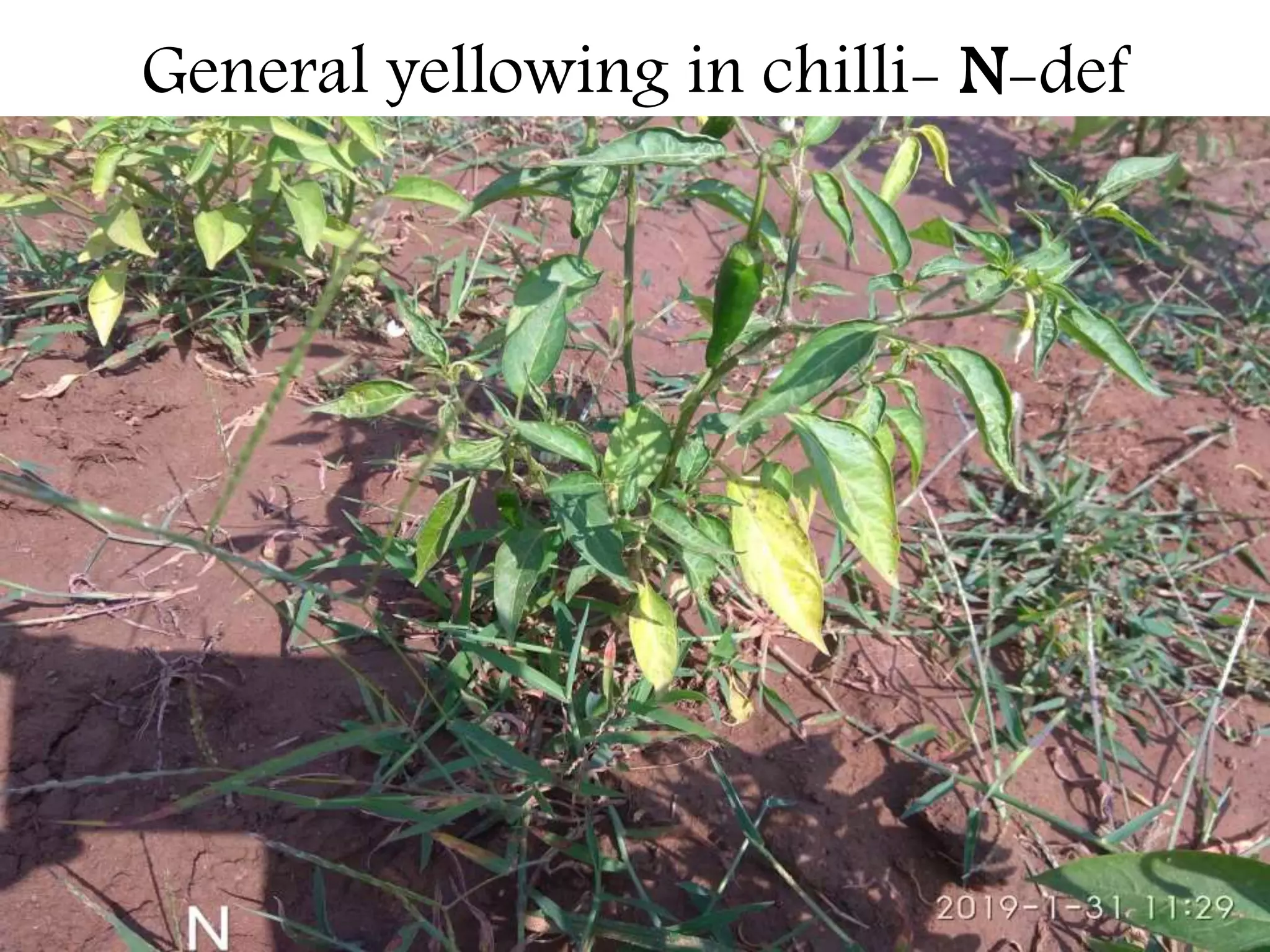 Major nutrient deficiencies in chilli | PPTX
