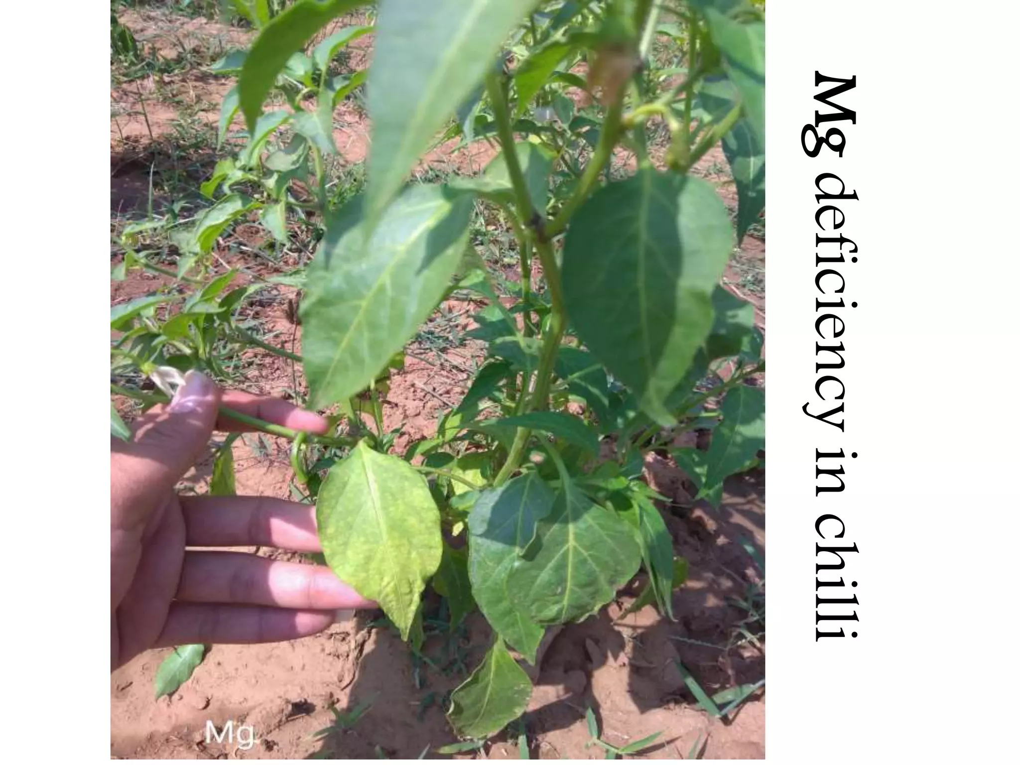 Major nutrient deficiencies in chilli | PPTX
