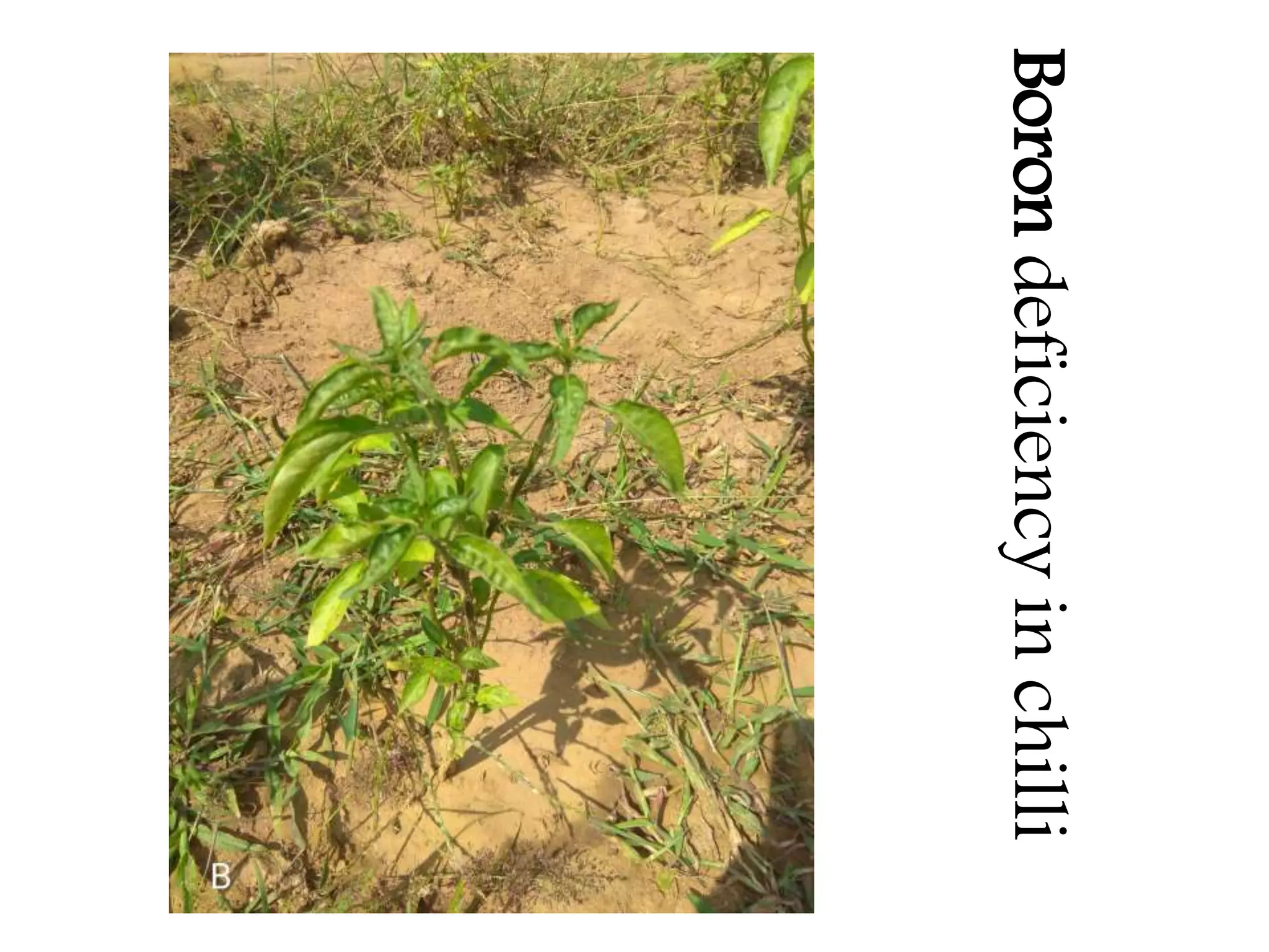 Major nutrient deficiencies in chilli | PPTX
