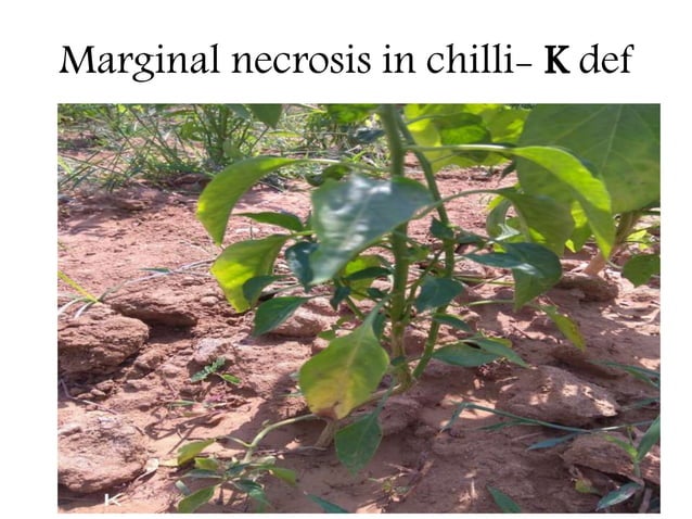 Major nutrient deficiencies in chilli | PPTX