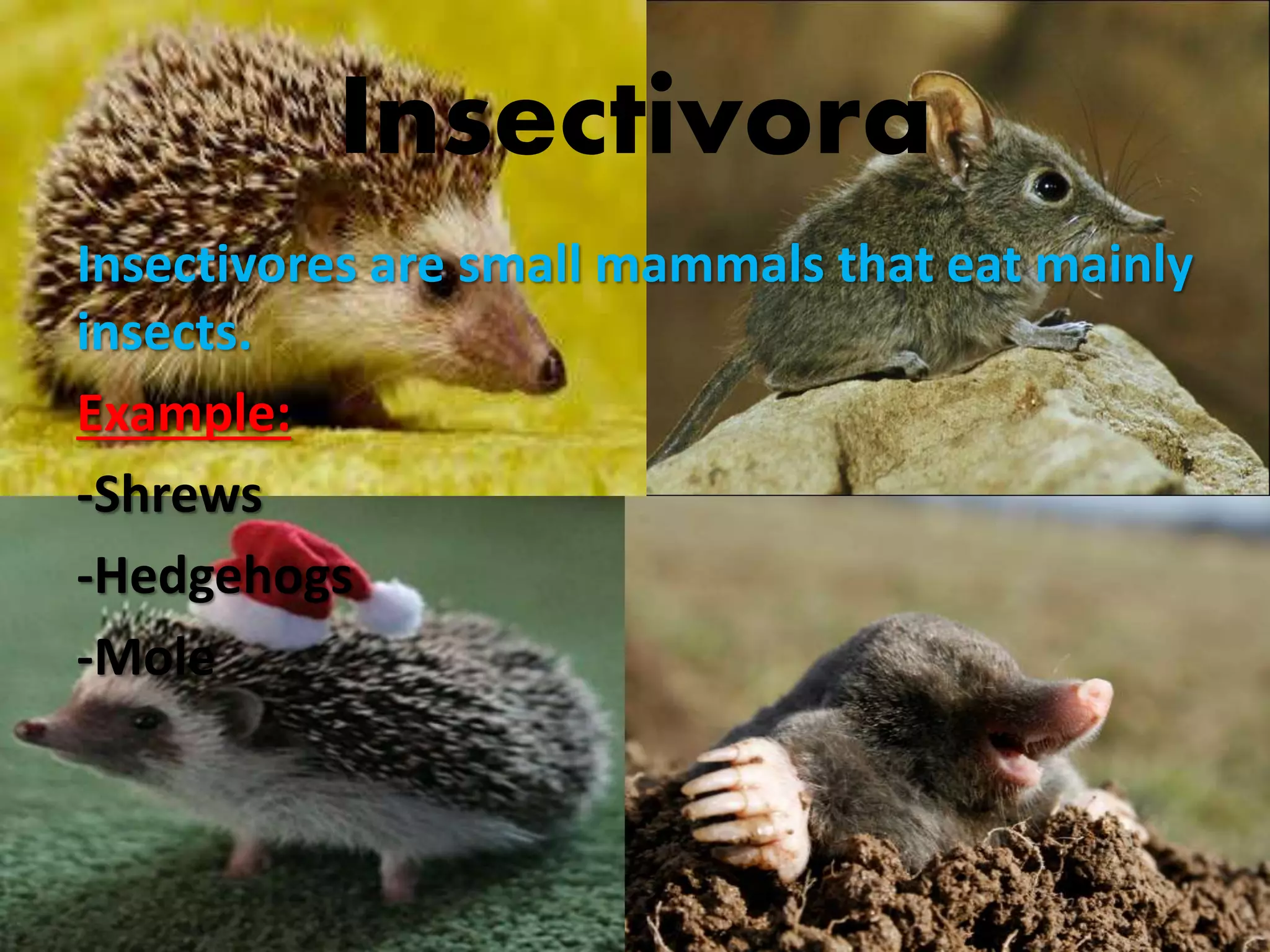 Major orders of placental mammals | PPTX