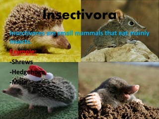 Major orders of placental mammals | PPTX