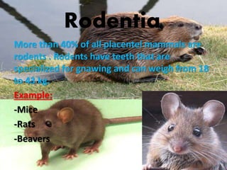 Major orders of placental mammals | PPTX