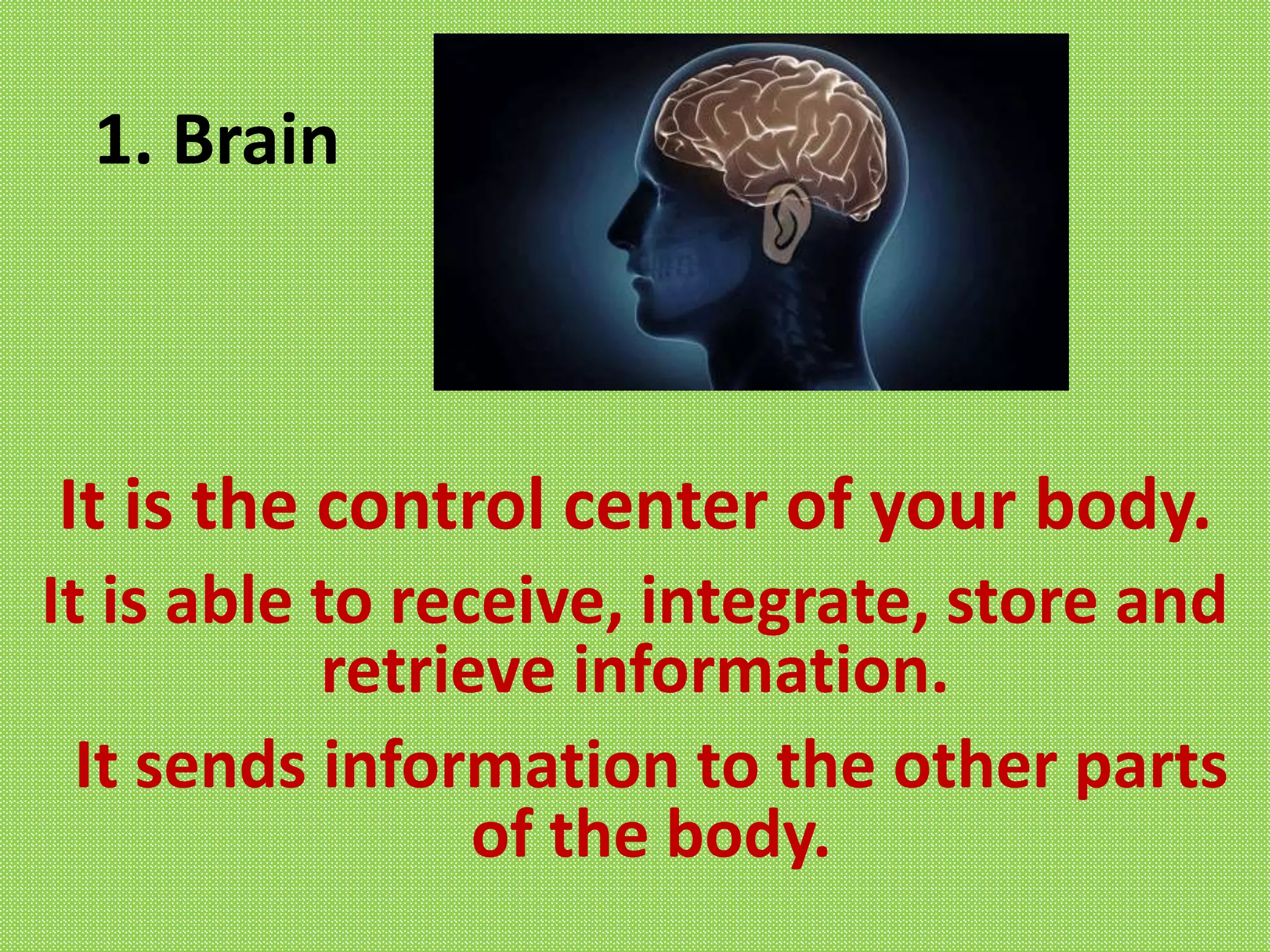 Major organs of the body-Brain | PPT