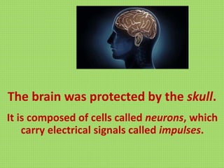 Major organs of the body-Brain | PPTX