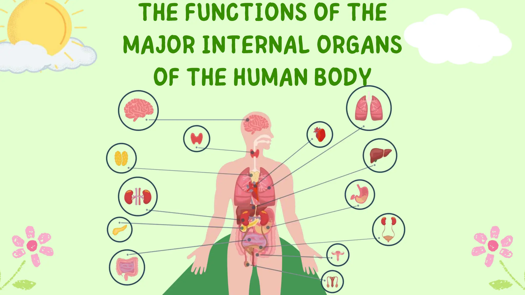 Major organs of the body PRESENTATION REPORT | PPT