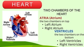 Major organs of the body PRESENTATION REPORT | PPTX
