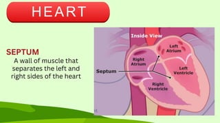 Major organs of the body PRESENTATION REPORT | PPTX