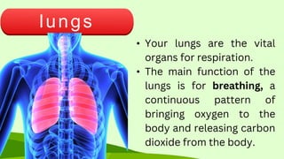 Major organs of the body PRESENTATION REPORT | PPTX