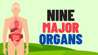 Major organs of the body PRESENTATION REPORT | PPTX