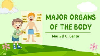 Major organs of the body PRESENTATION REPORT | PPT