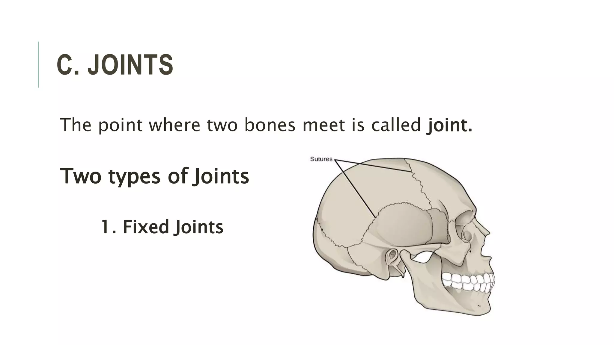 Major organs of the muscoskeletal system | PPTX