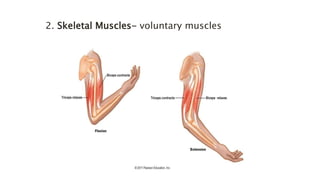 Major organs of the muscoskeletal system | PPTX
