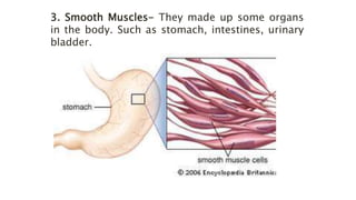 Major organs of the muscoskeletal system | PPTX