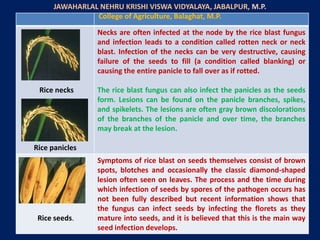Important Paddy Diseases | PPTX